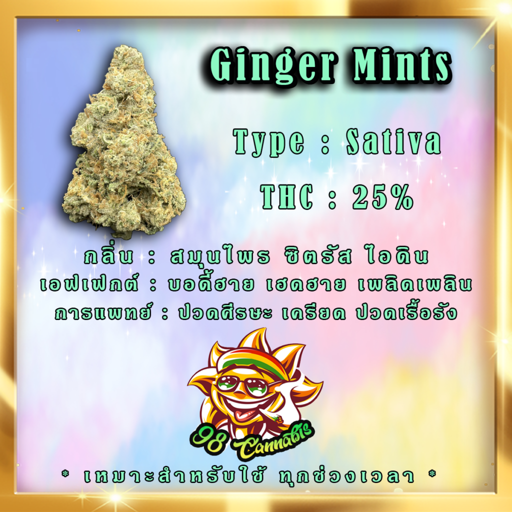 Ginger Mints – thaimultiglass